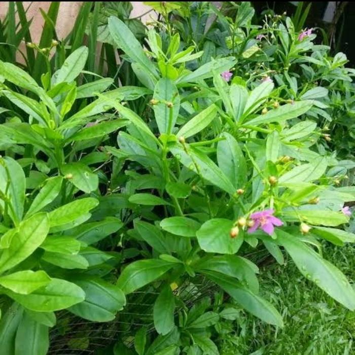 Jual sayur daun ginseng Jawa segar,daun herbal per200 gram - Jakarta ...