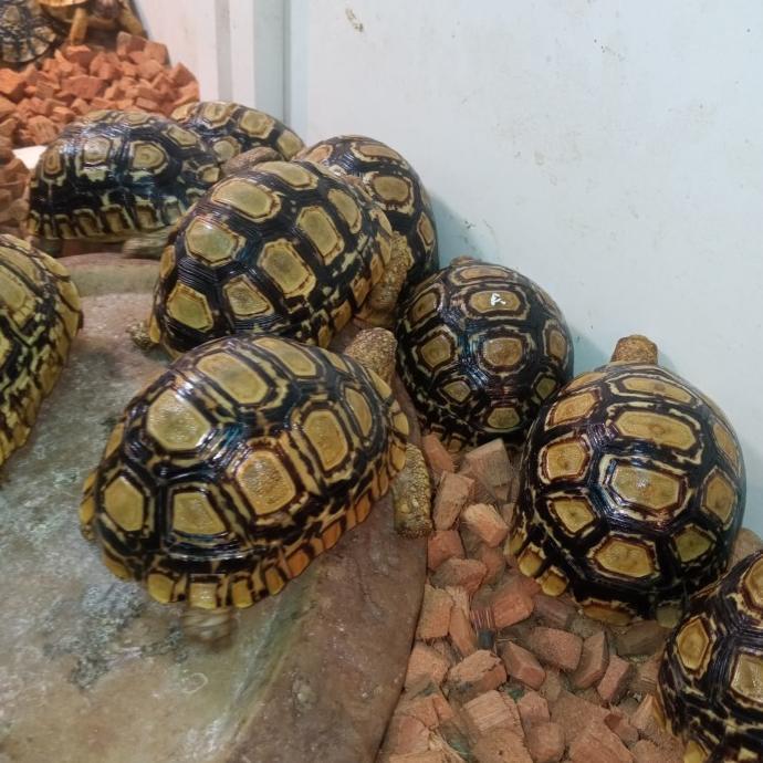 Jual Pardalis Babcocki Size Aman 9-10Cm Jumbo Aman Untuk Pemula Kura Darat - Jakarta Selatan ...