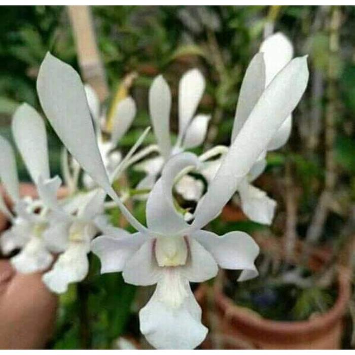 Jual anggrek keki dendrobium kriting capung jawa - Kota Bogor - refina ...