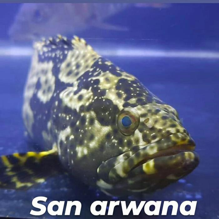 Jual ikan kerapu macan bunga cantang air tawar fresh water brown marble ...