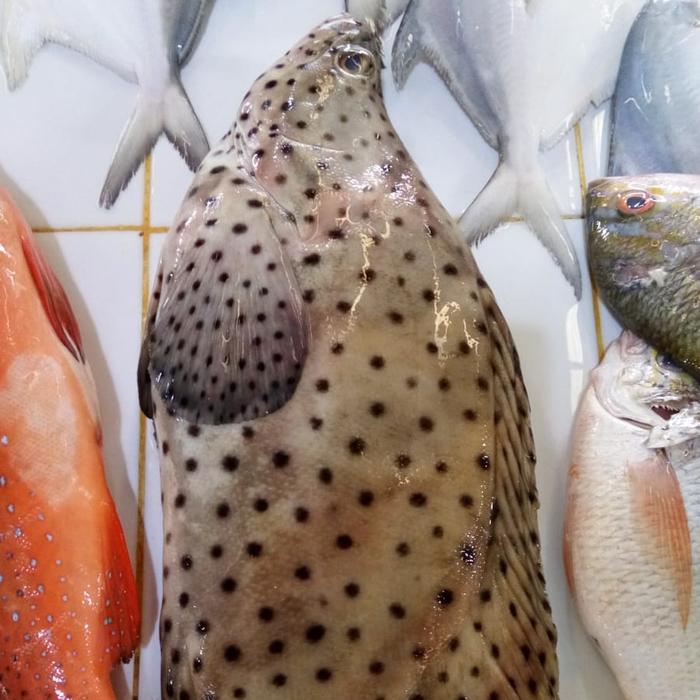 Jual Ikan Kerapu Tikus 1 kg - Kota Tangerang Selatan - PASAR MODERN BSD ...