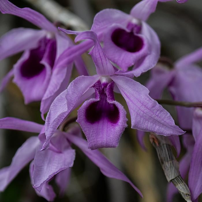 Jual Dendrobium anosmum gigantea blue - Kab. Malang - isitaman | Tokopedia