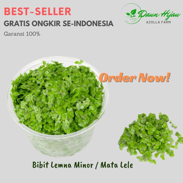 Promo Lemna minor mata lele MURAH 500gram pakan ternak dan ikan ...