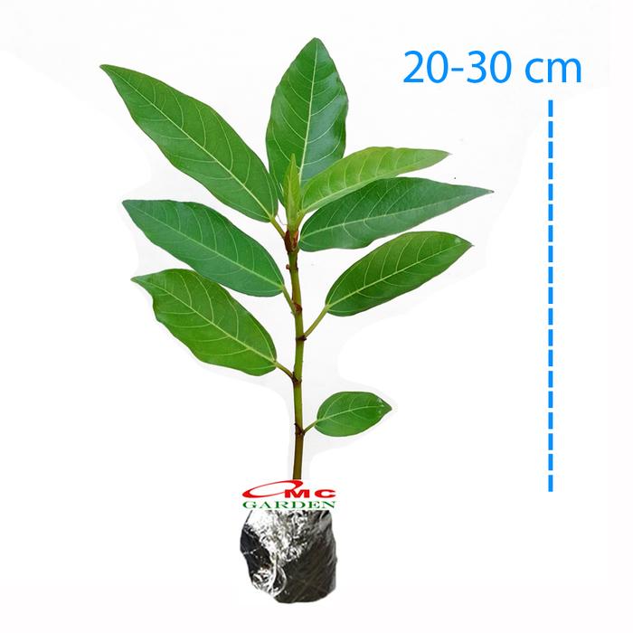 Jual Bibit Pohon Loa Bahan Bonsai Mame Ficus Racemosa Tanaman Peneduh ...