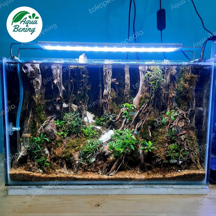 Jual Aquarium Aquascape jungle style 50x30x30 cm, include filter dan ...