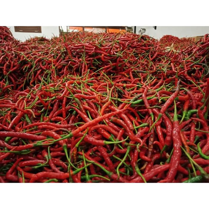 Jual Cabe Merah Keriting Cabai Lombok Abang Kriting 1 Kg Dari Petani ...
