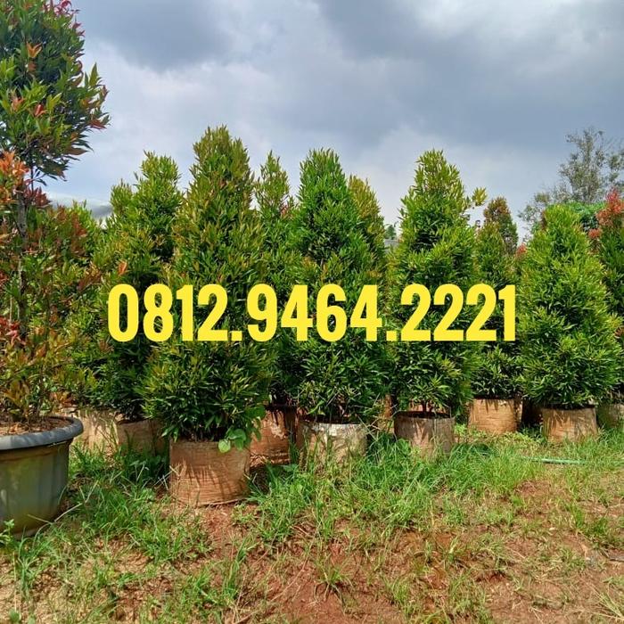 Jual Pohon Lucu Merah 130cm+ Daun Lebat Rimbun Halaman Pagar Rumah ...