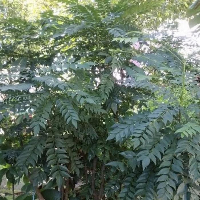 Jual Daun Kari Segar / Daun Salam Koja / Daun Kare - Jakarta Selatan ...