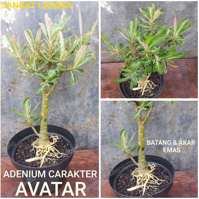 Promo Tanaman Hias Bunga Adenium Karakter AVATAR ( BATANG & AKAR EMAS ...