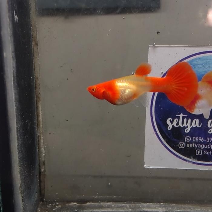 Jual ikan hias air tawar guppy albino koi red ear gen king sepasang - Kab. Klaten - Ikan hias ...