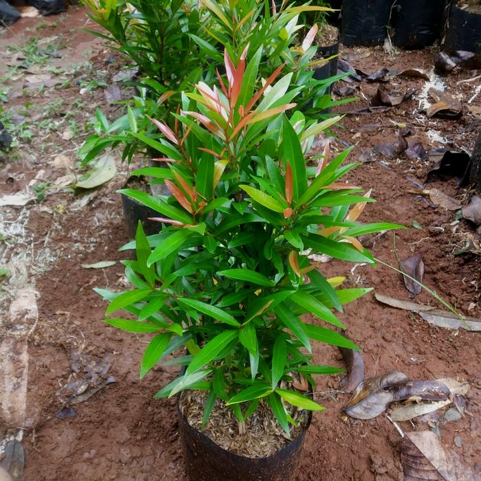 Promo tanaman hias pucuk merah - pucuk merah bibit - Kab. Bogor - Alul ...