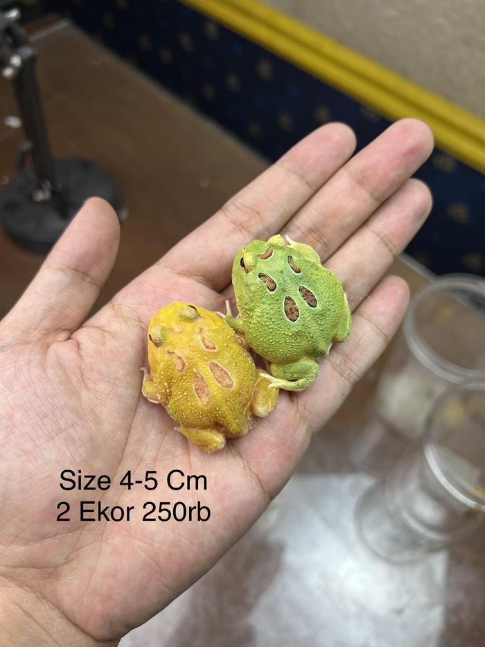 Jual PAKET MURAH KODOK PACMAN FROGS - Albino 4 SP dan Green 4 SP - Kab ...