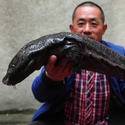 Jual Hiasan Aquarium Chinese Giant Salamander - Jakarta Timur - Fish ...