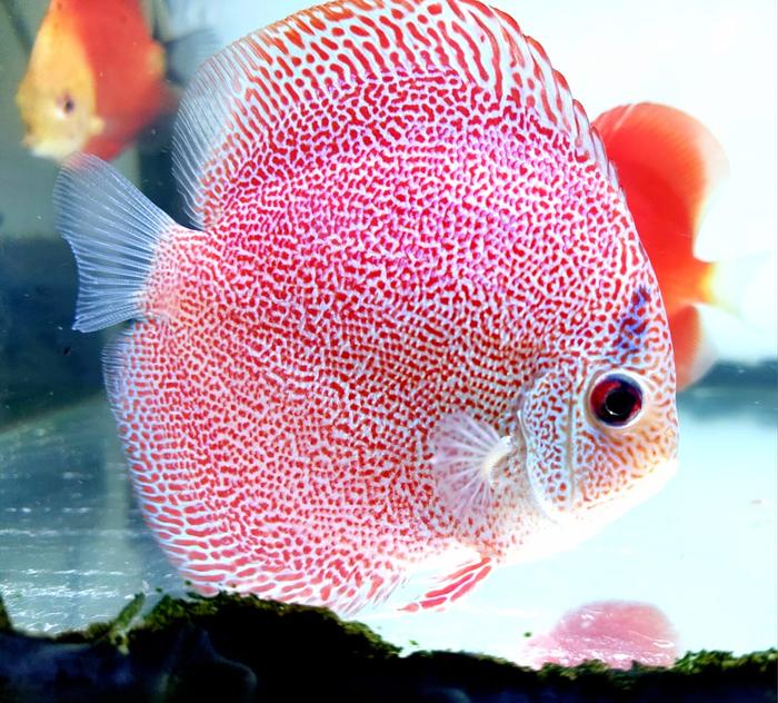 Promo discus panthera 3.5 inch / ikan discus / ikan diskus / ikan hias ...