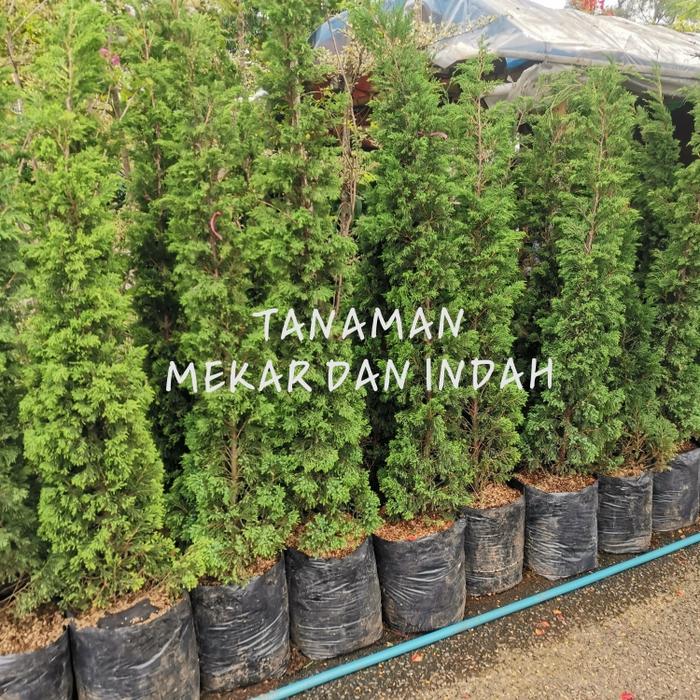 Jual tanaman hias cemara lilin tinggi 1,5 meter , pohon cemara lilin ...
