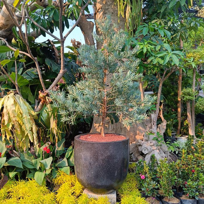 Jual pohon lohansung/lo Han Sung/ bonsai lohangsung. T 50cm, D 3cm ...