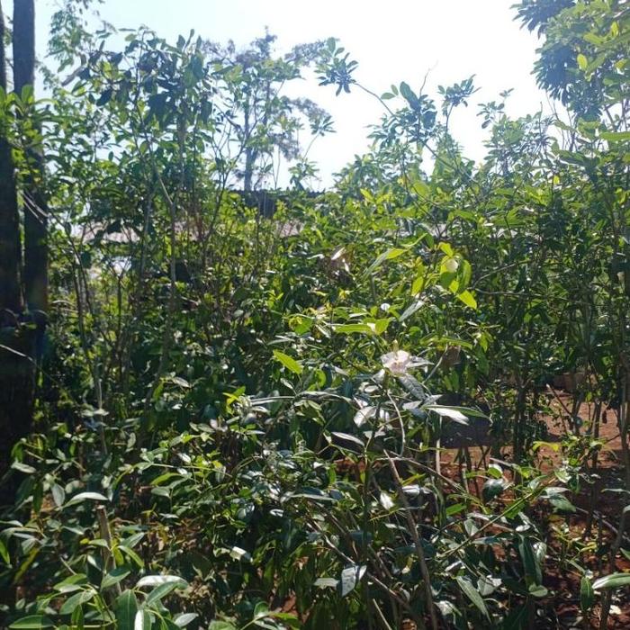 Jual Pohon Tabebuya Bunga Pink Tinggi 2 Meter // Tanaman Hias Tabebuya ...