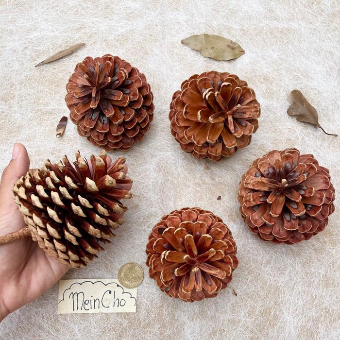Jual Buah PINUS BULAT BESAR Buah Pinus Bulat BUKAN Buah Cemara Pine ...