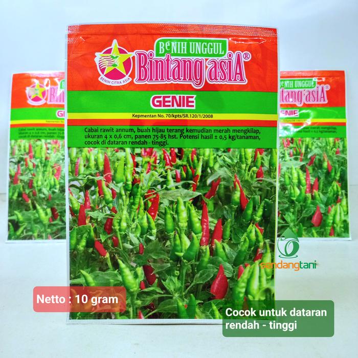 Promo Cabe Rawit Hijau GENIE Benih Cabai Lalap Buah Tegak dari Bintang ...