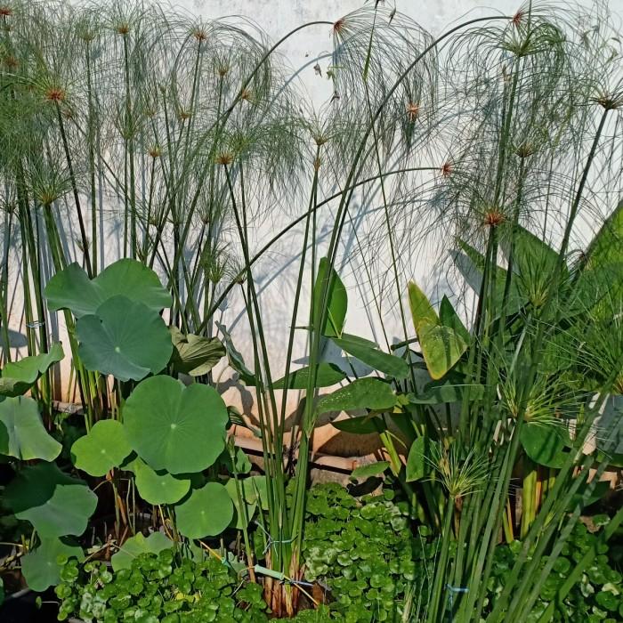 Jual Tanaman Air Papyrus Tinggi 1,7 meter - Jakarta Barat - little Bali ...