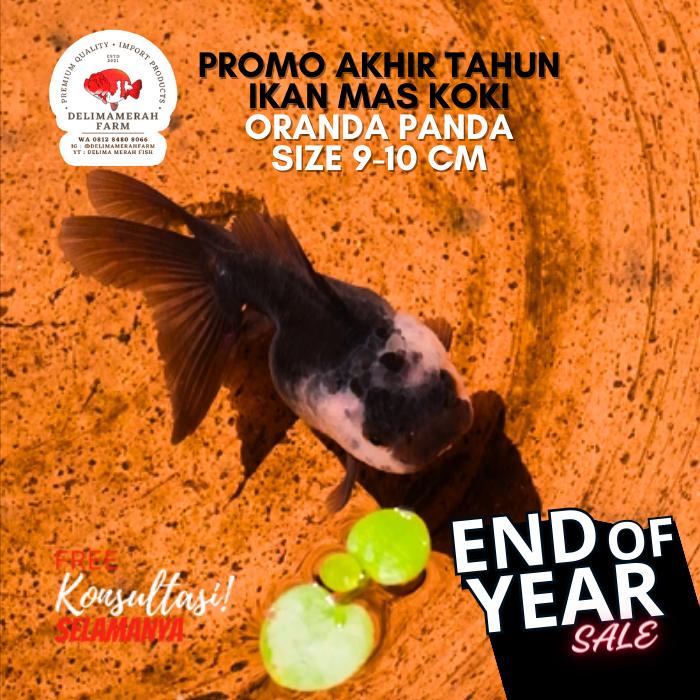 Jual PROMO IKAN MAS KOKI ORANDA PANDA SIZE 8-9 CM DAN SAKIHIKARI 100 ...