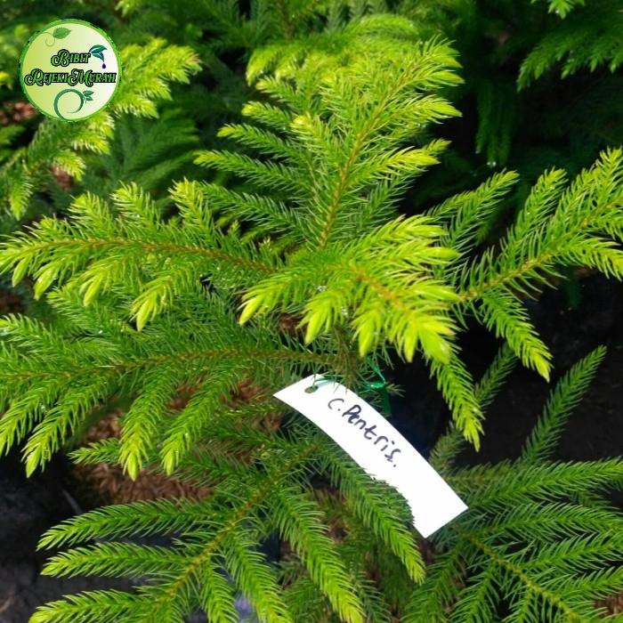 Jual Bibit Murah Tanaman Pohon Cemara Pentris | Pohon Cemara Pentris ...