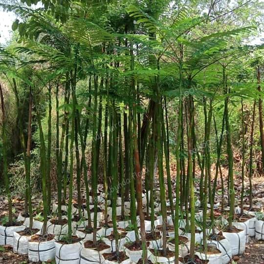 Promo pohon solobium - pakis brazil - schizolobium parahyba - Kab ...