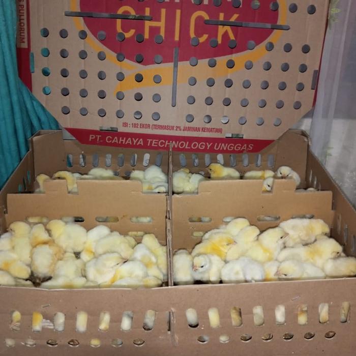 Jual DOC Broiler Grade BM Eceran Khusus GOSEND Instant - Kota Bogor ...