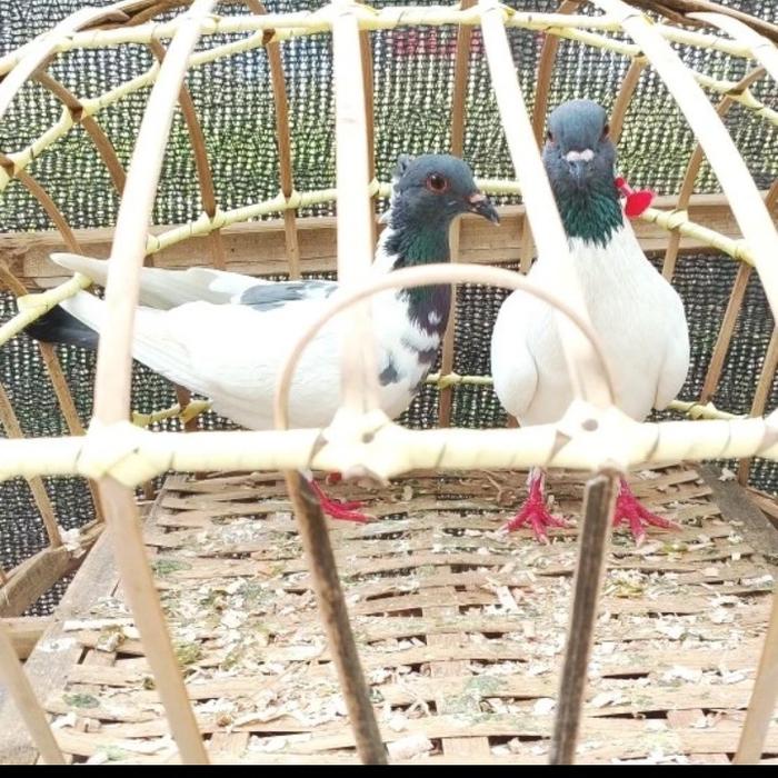 Jual Burung Merpati Songkop - Merpati Hias Songkop (Endemik) - Free ...