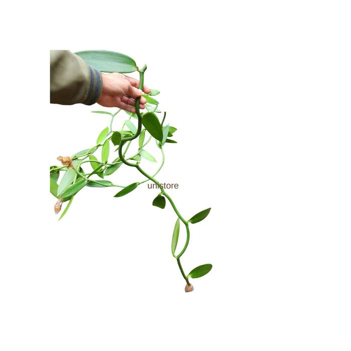 Promo Bibit Tanaman Panili 1 meter Vanili Vanilli Vanilla - Kab ...