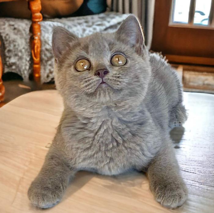 Jual british shorthair kucing abu - Kab. Bogor - Cathousebogor | Tokopedia