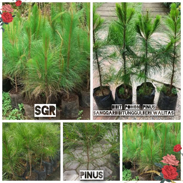 Jual Bibit Tanaman pohon pinus bibit unggul kondisi sdh siap tanam ...