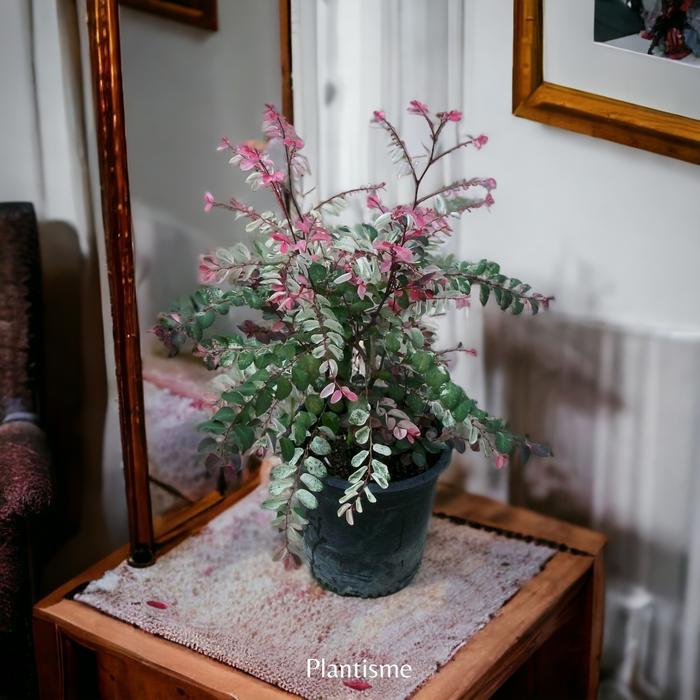 Jual Ice Cream Bush Breynia Disticha Tanaman Hias Indoor Outdoor ...