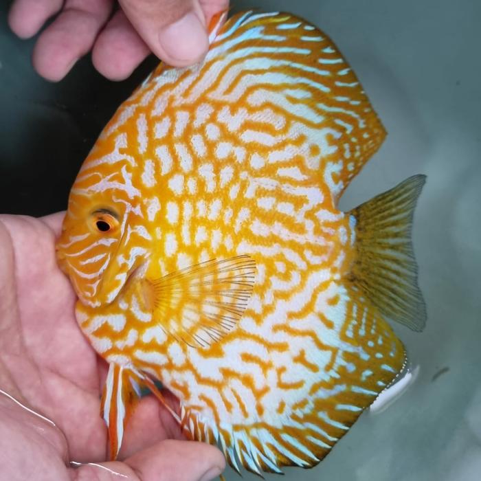Jual Ikan Discus Super Checkerboard Yellow Hi Body Size 3,5" Male ...