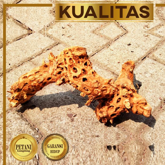 Jual Kayu Akar Rotan (M) Hiasan Aquarium Ikan Hias Aquascape Tanaman ...