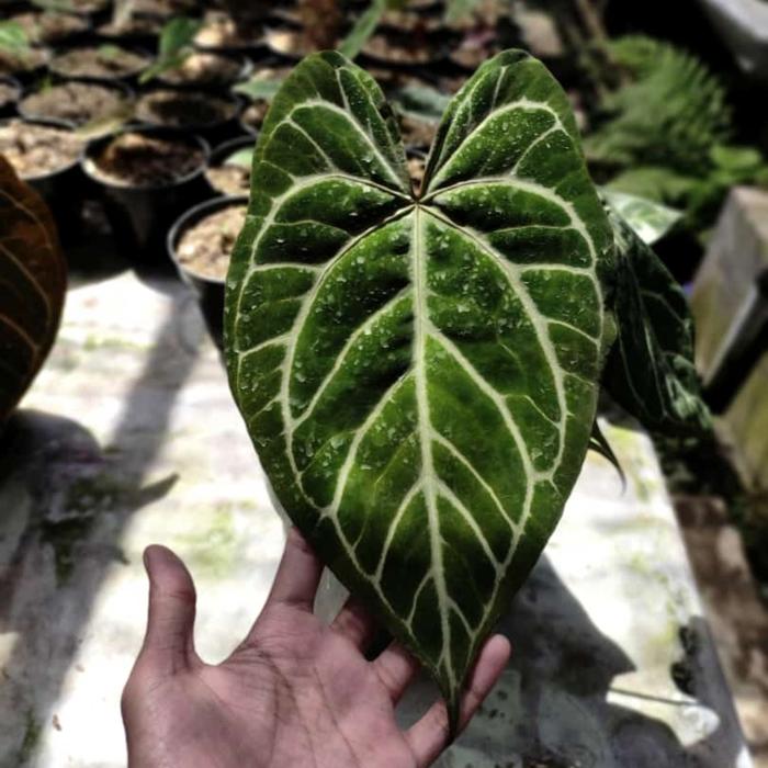 Jual anthurium red crystallinum nse x papillilaminum - 01 - Jakarta ...