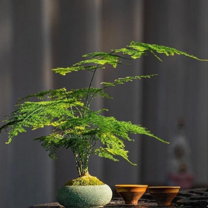 Jual Bonsai Mini Asparagus Fern Bisa untuk terarium paludarium ...