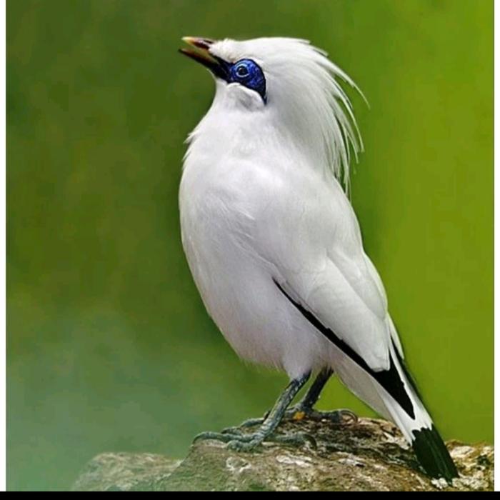 Jual burung jalak bali dewasa resmi bersertifikat - Jakarta Barat - Zaini Canary | Tokopedia