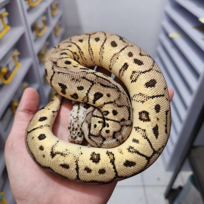 Jual Ball Python M Spotnose Pastel Clown - Kota Bandung - papathio ...