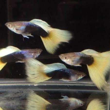 Promo Ikan Hias Guppy Half Black Yellow Sepasang - Kota Depok - Fishtreasure. id | Tokopedia