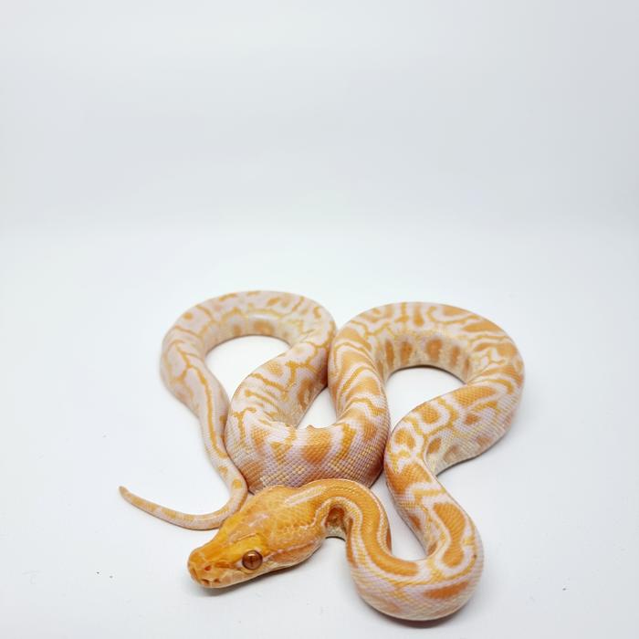 Jual molab molu albino - Kab. Bandung - INDEXAN | Tokopedia