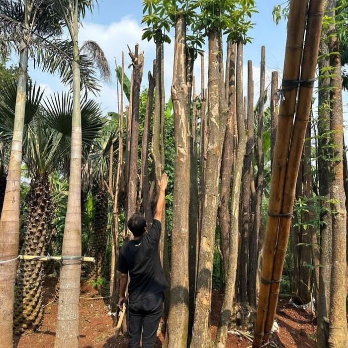 Jual Pohon Pulai / Pule Gruping Batang 3-4 Tinggi 4 Meter Tanaman Hias ...