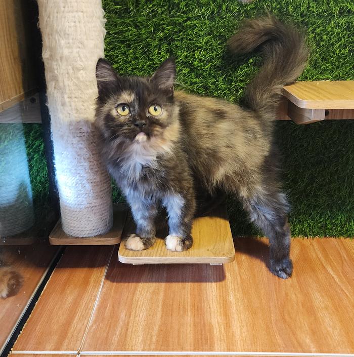 Jual Anak kucing kitten fletnose betina warna tortie - Kota Surabaya ...