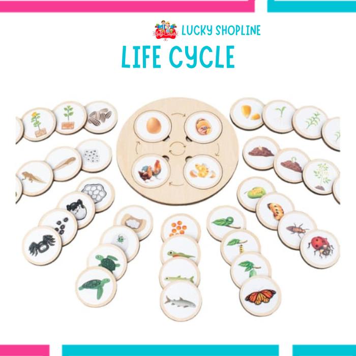 Jual Life Cycle Board / mainan edukasi belajar siklus hidup tanaman ...