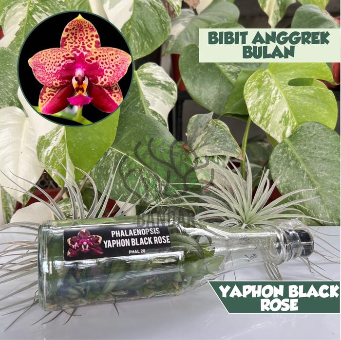 Jual Bibit Anggrek Bulan Botolan Yaphon Black Rose Koleksi Phalaenopsis ...