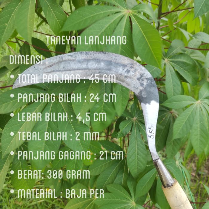 Jual Arit baja isen super tajam cap 555 asli Madura untuk rumput kecil ...