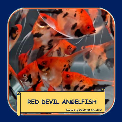 Promo IKAN HIAS AIR TAWAR - ANGELFISH RED DEVIL / MANFISH RED DEVIL ...