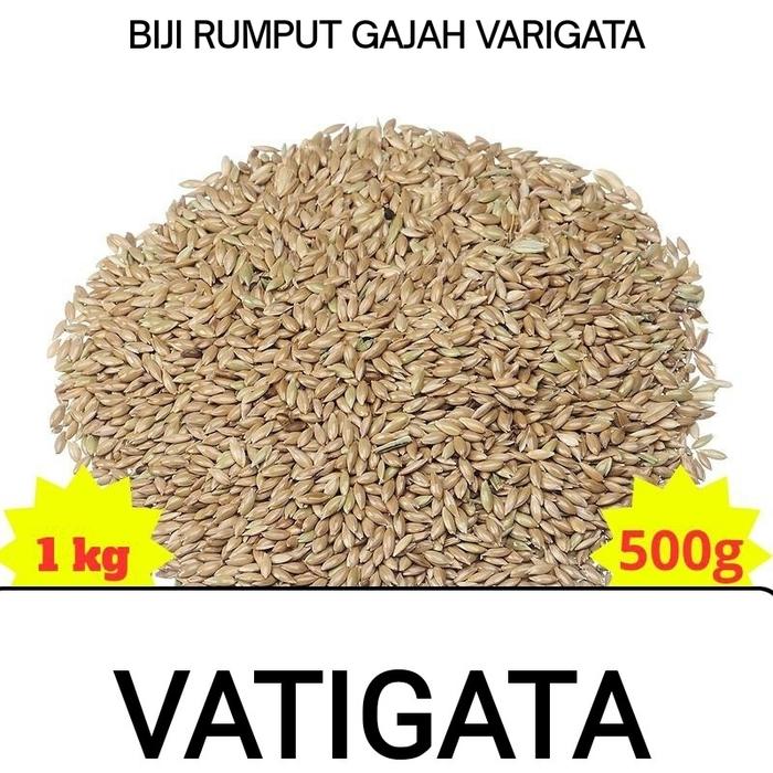 Promo Biji Rumput Gajah Mini Varigata Super 1kg - Biji Tanaman - Kab ...