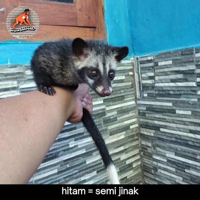 Musang Pandan Jinak