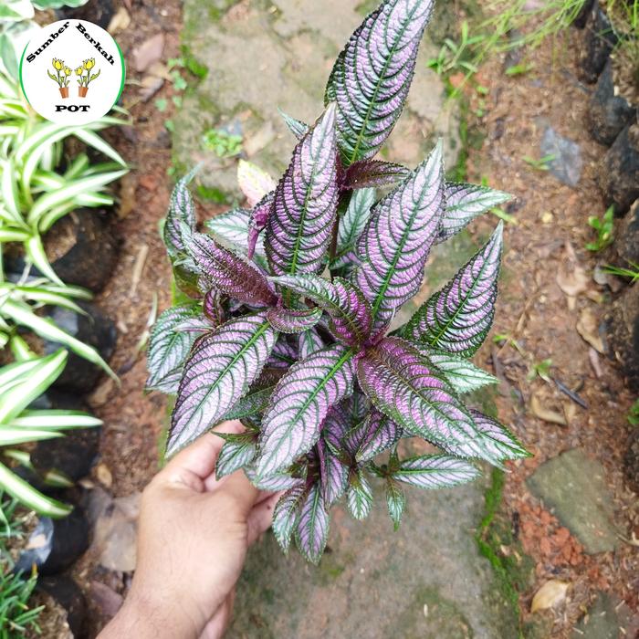Jual tanaman hias strobilanthes dyeriana - pecah beling ungu - keji ...